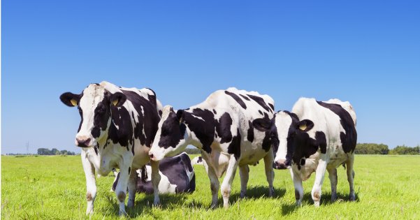 Measuring Methane and CO2 from Cattle Belch (Cow Burps)